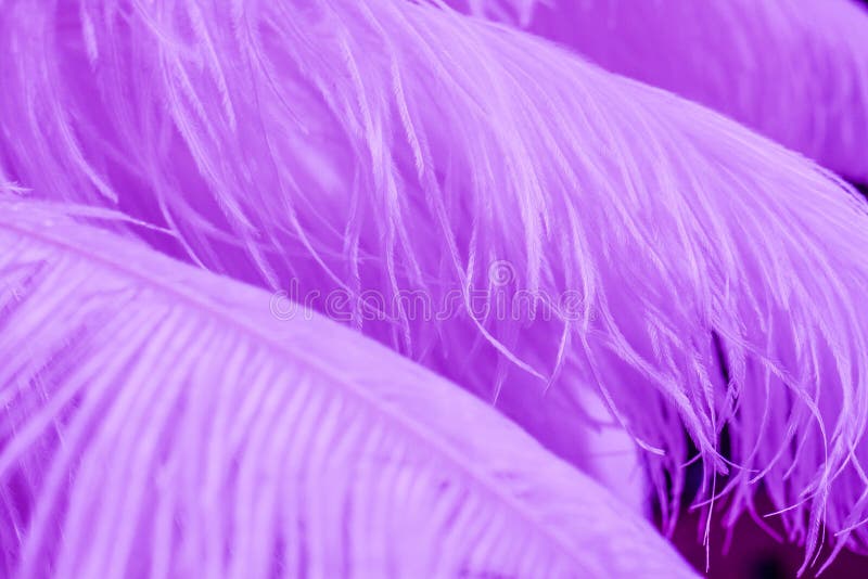 Background of Purple Color Feathers. Stock Image - Image of feathery ...