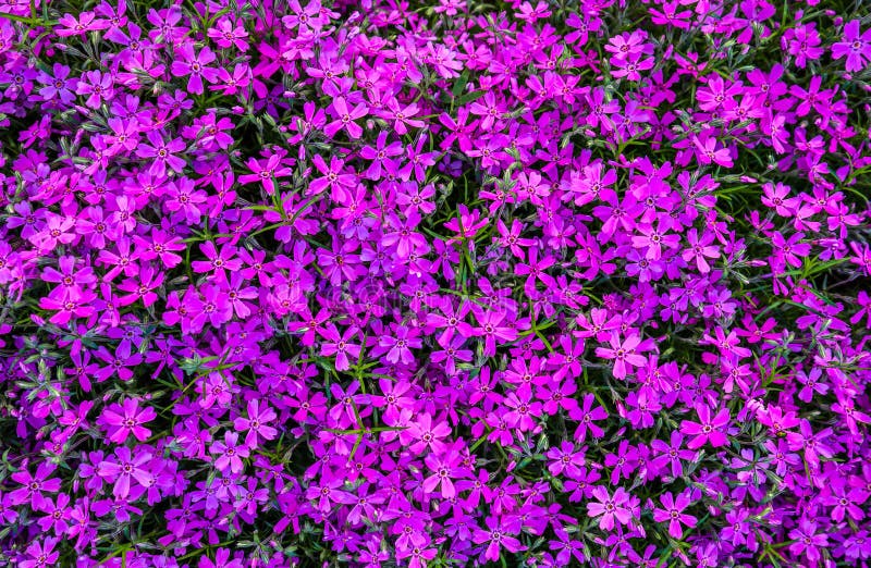 Background of Purple Flowers Phlox in Spring Stock Photo - Image of ...