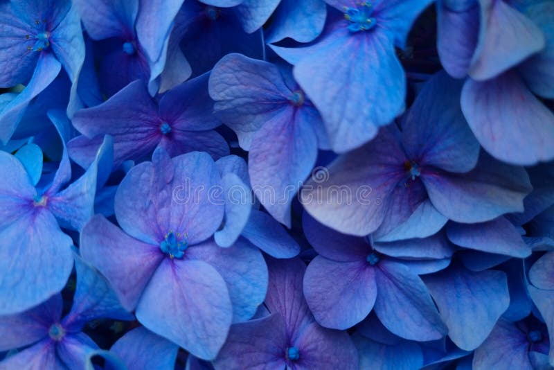 Background from Purple Hydrangea. Colorful Hydrangea Branches ...