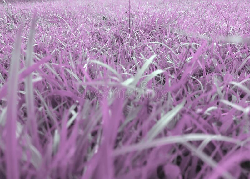 Background Of Purple Patterned Texture Of Grass Stock Image Image Of Decorate Smooth 247680195