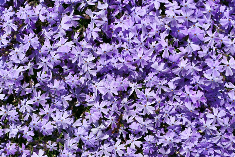 Background of Purple Phlox Flowers Stock Photo - Image of flower ...