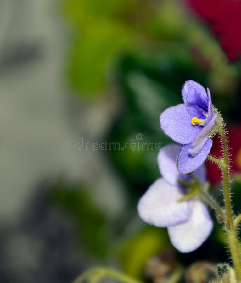 Background with Purple Viola or Violet Flower with Leaves. Copy Space ...