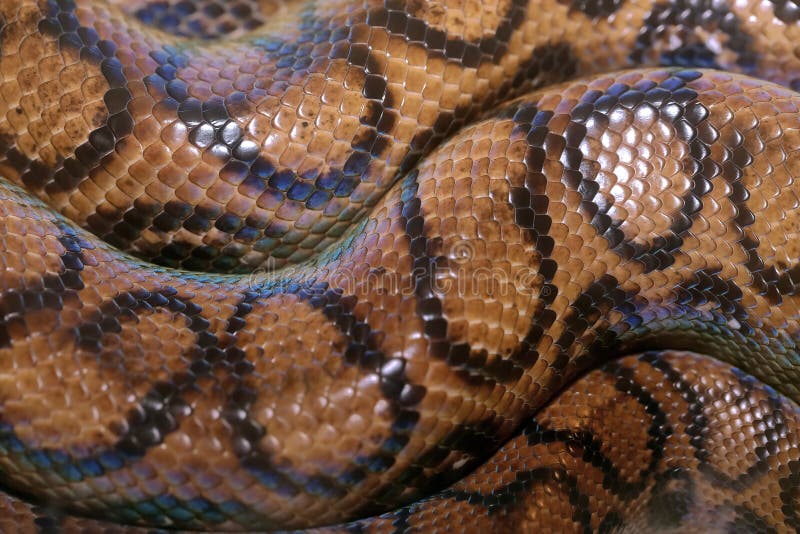 Black Snake with Yellow Stripes Rolled Up on the Ground Stock Image ...