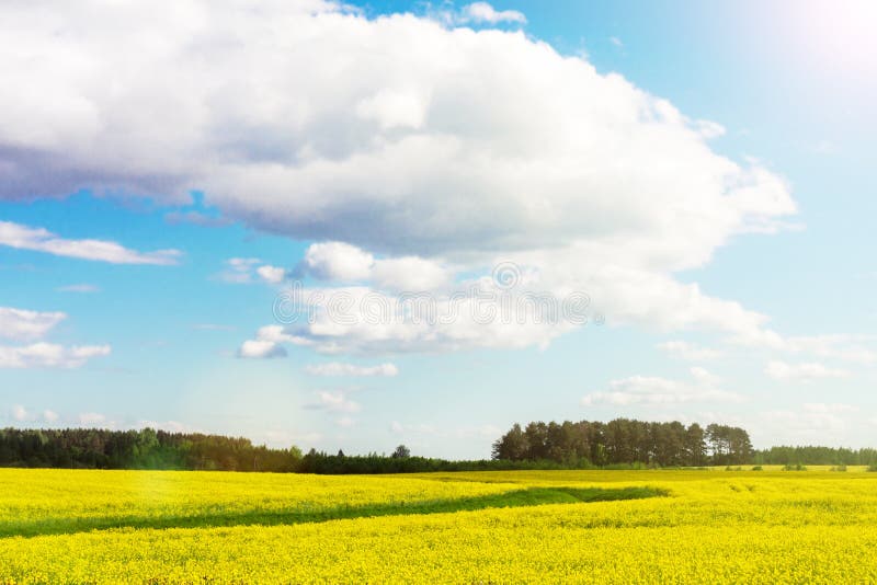 Background of Yellow Field and Blue Sky Stock Image - Image of ...