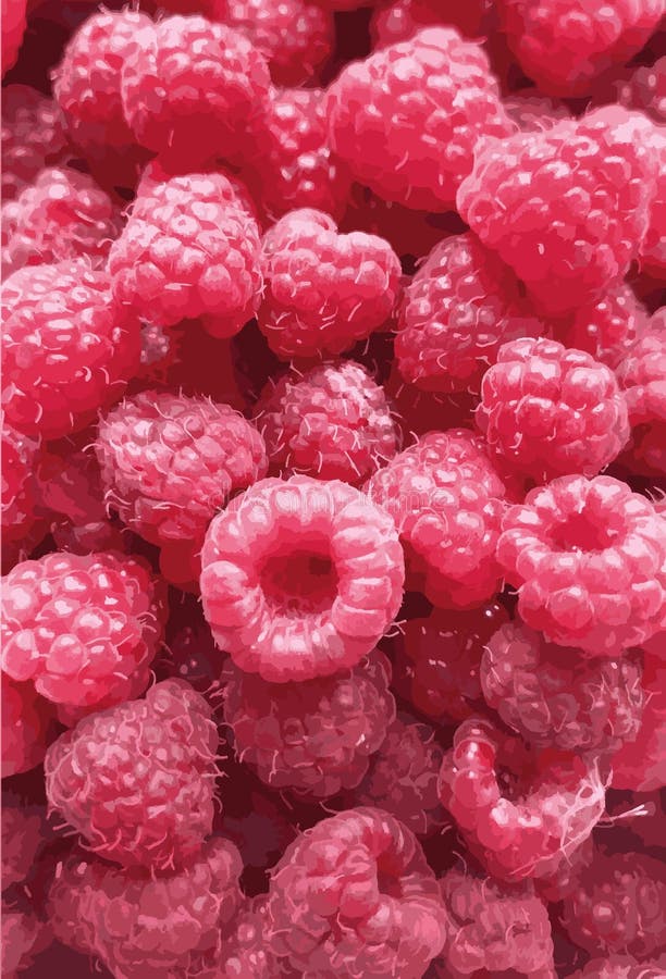 Background of Raspberries, Texture of Ripe Raspberries. Vector Stock ...