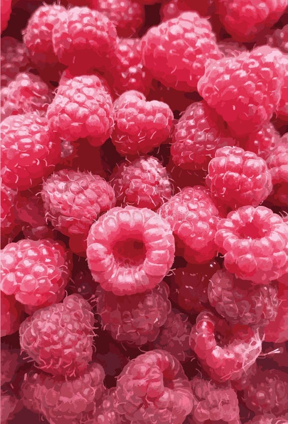 Background of Raspberries, Texture of Ripe Raspberries. Vector Stock ...