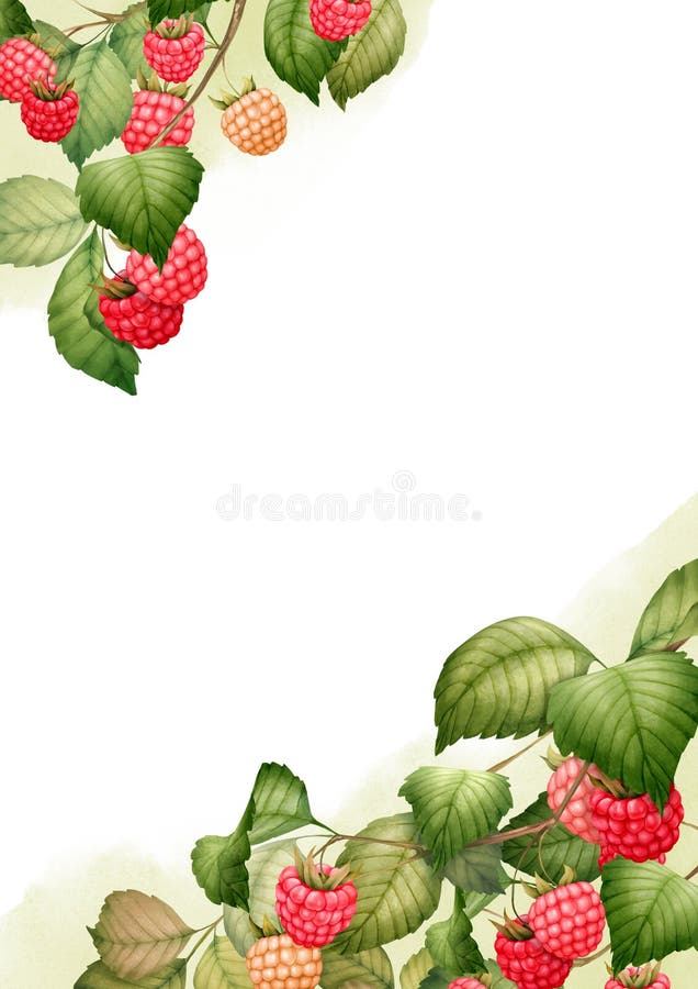 Background with Raspberry Branches and Leaves, Hand-drawn Botanical ...