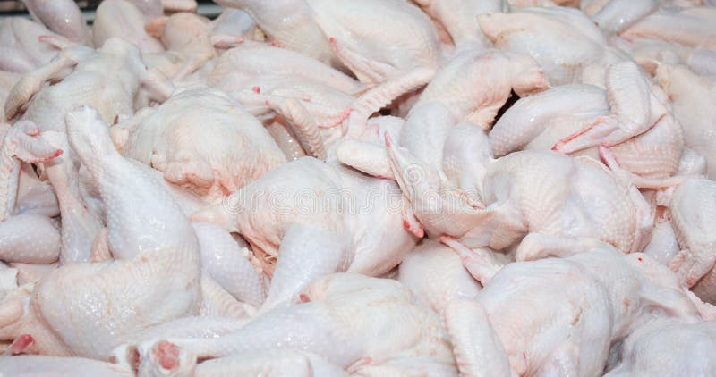 Background of Raw Chickens. Stock Photo - Image of chicken, fowl: 104316504