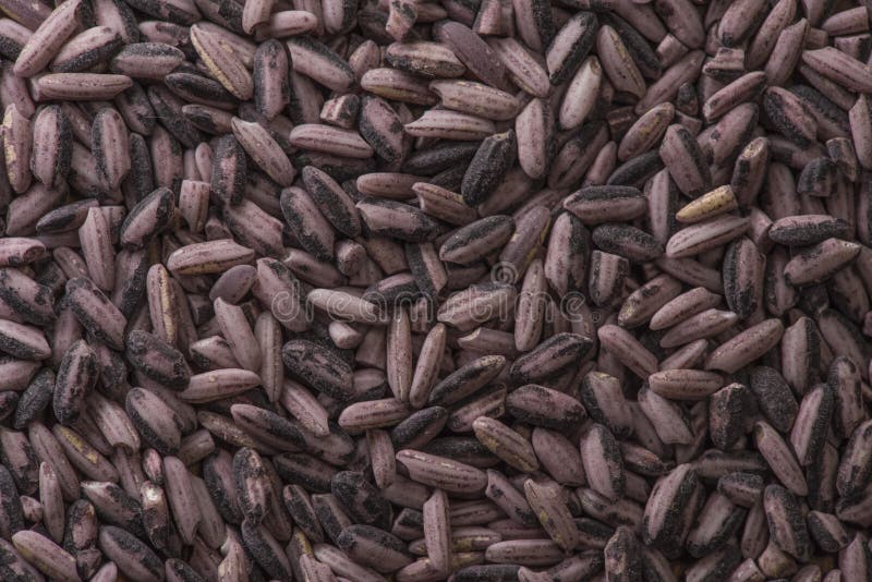 Background Raw Dark Red Purple Rice, Close Up Stock Photo - Image of ...