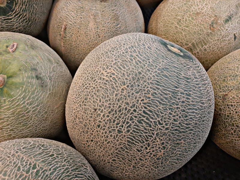Fresh melon in the market stock photo. Image of melon - 265074062