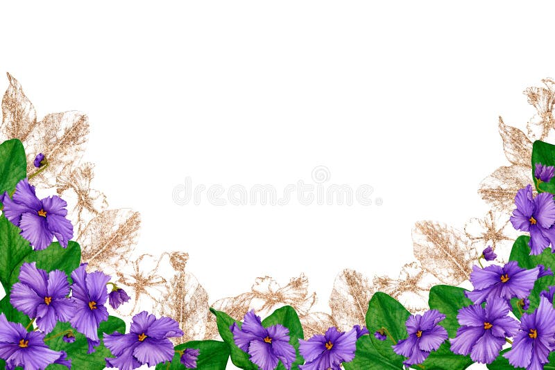 Background. Rectangular Floral Frame of African Violets. Hand Drawn ...