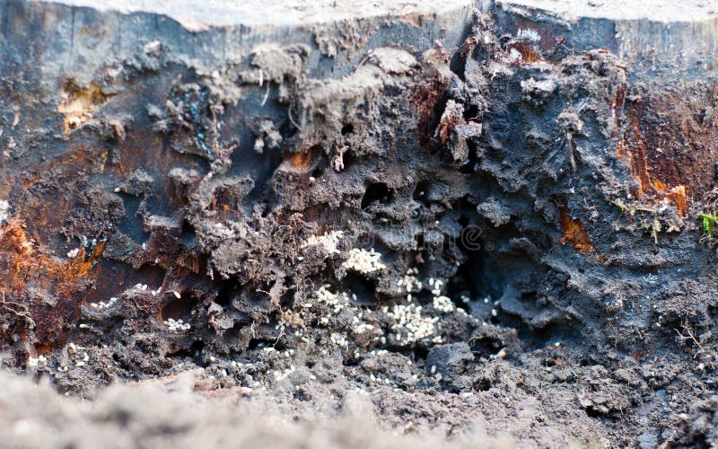 Background of Red Ant Colony Formica Rufa Stock Photo - Image of group ...