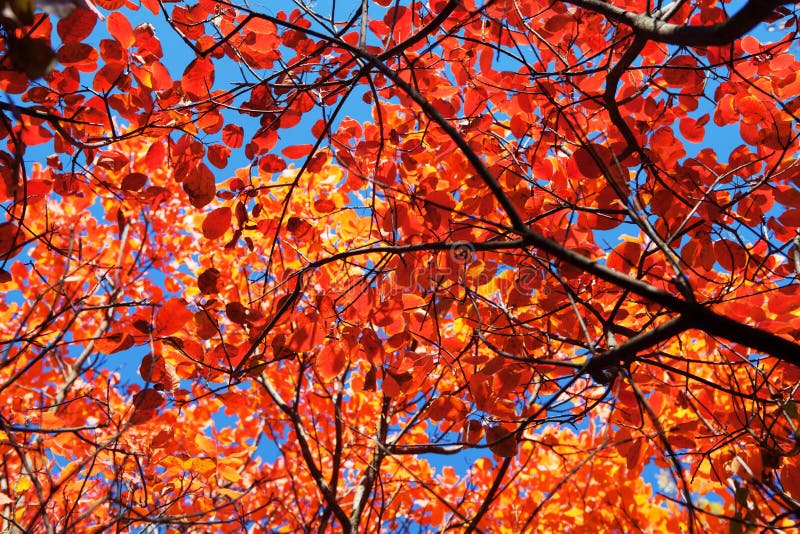 Red fall leaves stock photo. Image of nature, details - 160258218