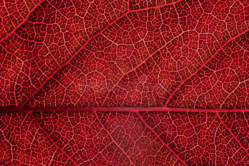 Background of Red Beech Leaf Cell Structure Stock Photo - Image of ...