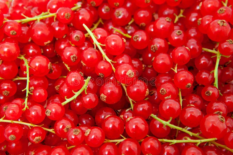 Background of red berries stock image. Image of vitamins - 15620357