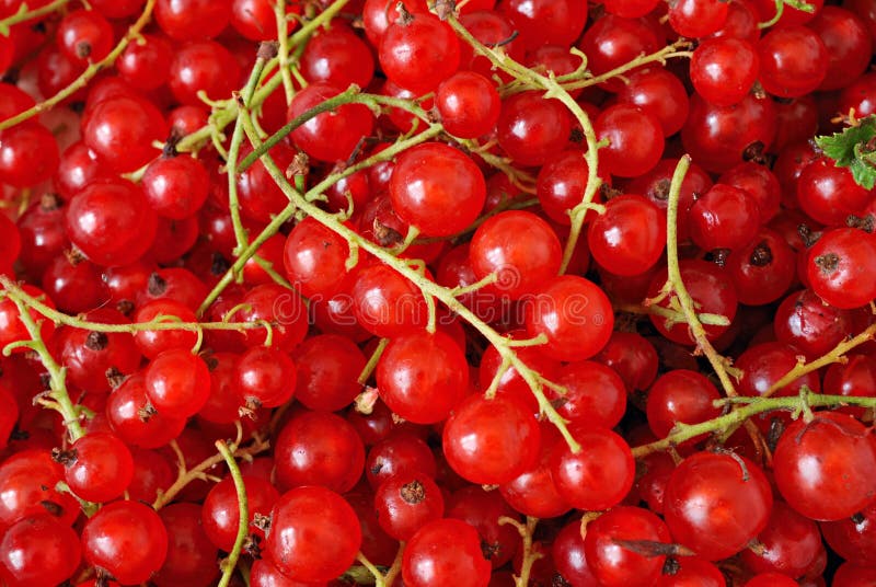 Background of red berries stock image. Image of healthful - 18281823
