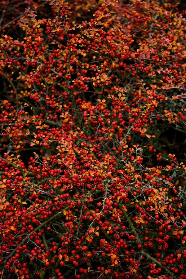 Background Red Berries in Autumn Stock Photo - Image of orange, berry ...