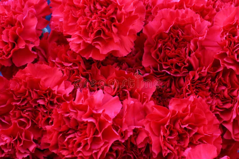 Background of Red Carnations Close-up. Blossom Texture. Summer Pattern ...