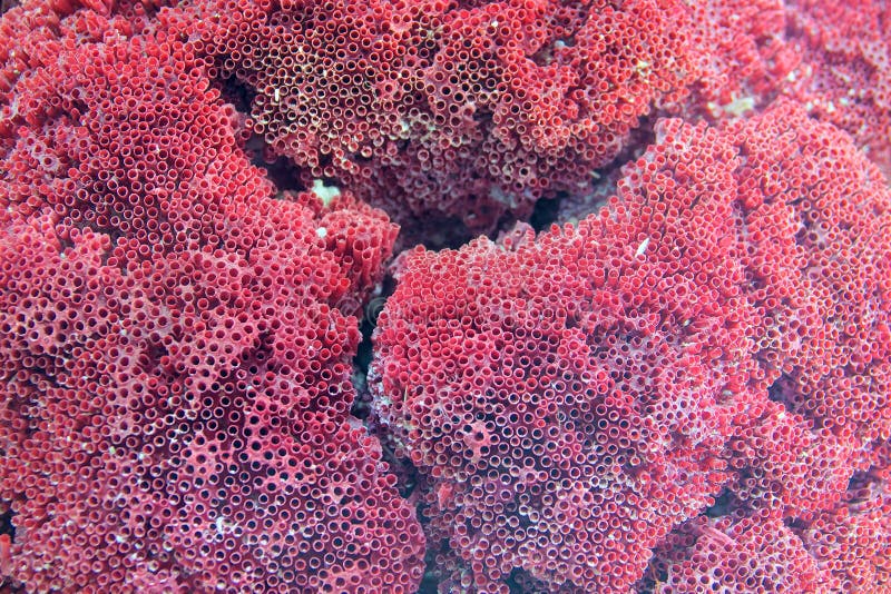 Red Coral Stock Photos - Download 81,577 Royalty Free Photos