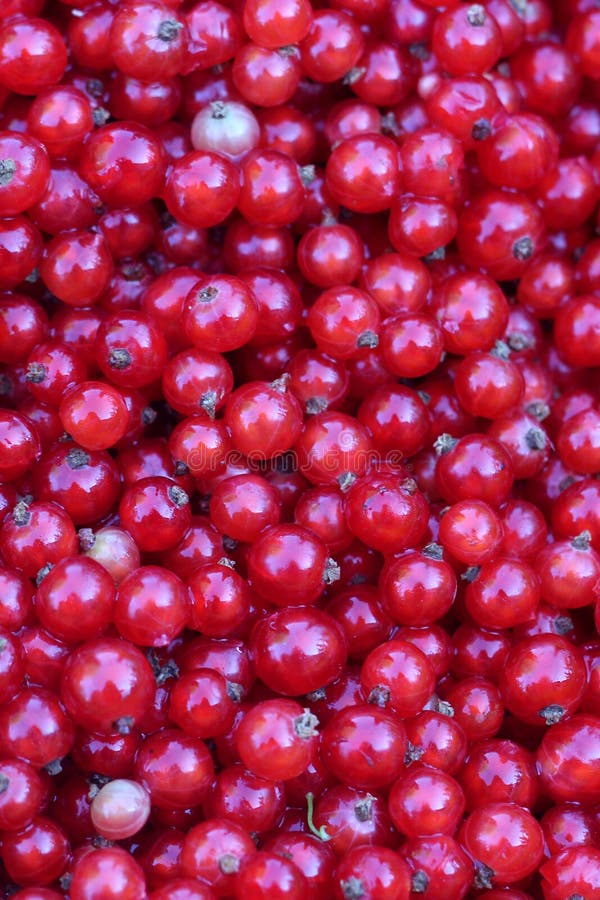 Background of Red Currant Berries. Stock Photo - Image of bright, ripe ...