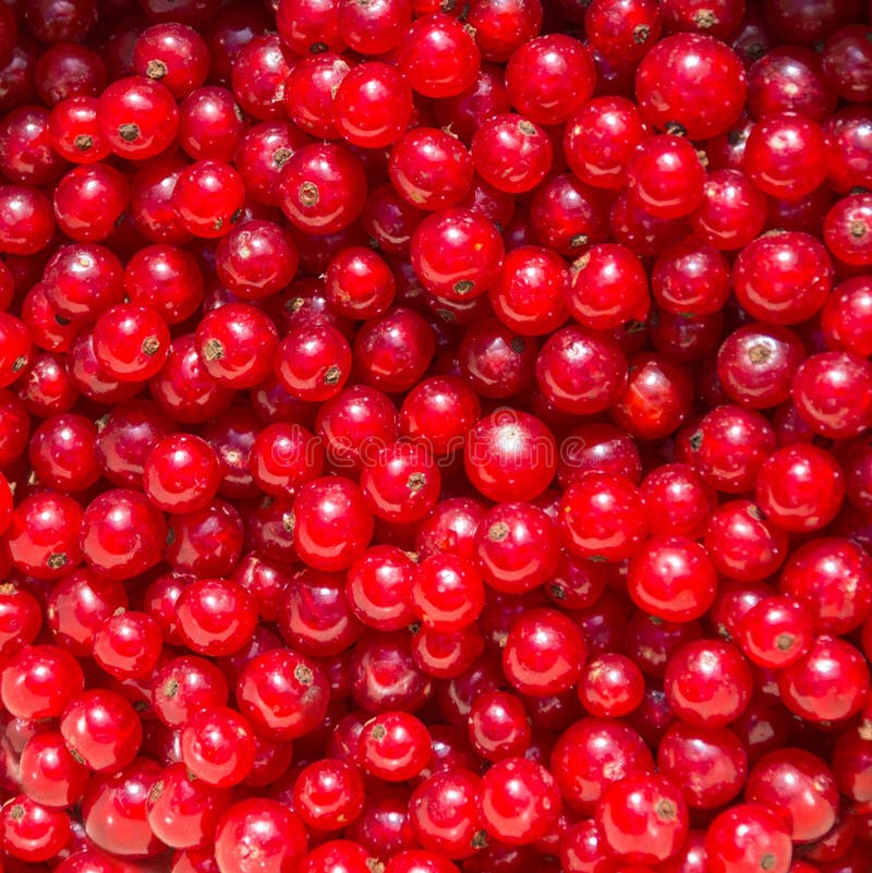 Background of red currant stock photo. Image of frame - 56906224