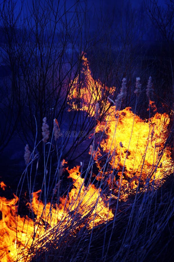 Background, Red Flames Strong Fire, Burning Dry Grass, Emergency Stock ...
