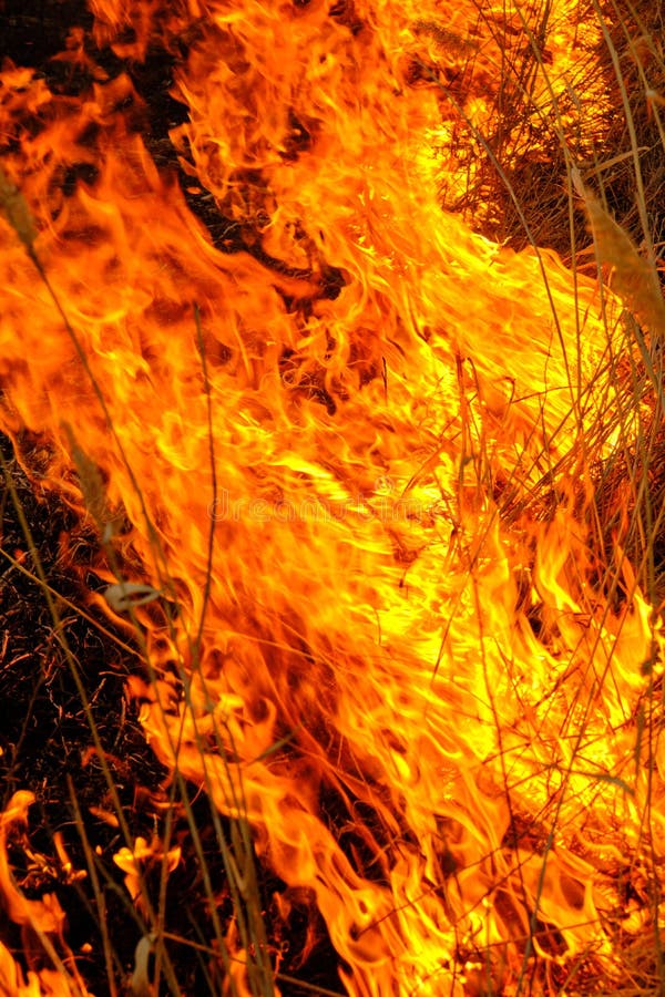 Background, Red Flames Strong Fire, Burning Dry Grass, Emergency Stock ...