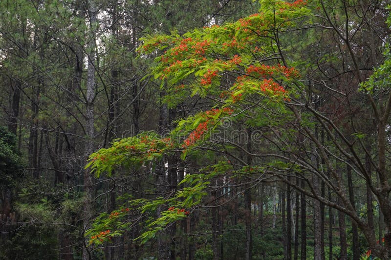 Background of Red Flowers of Flamboyan Tree, Java, Indonesia Stock ...