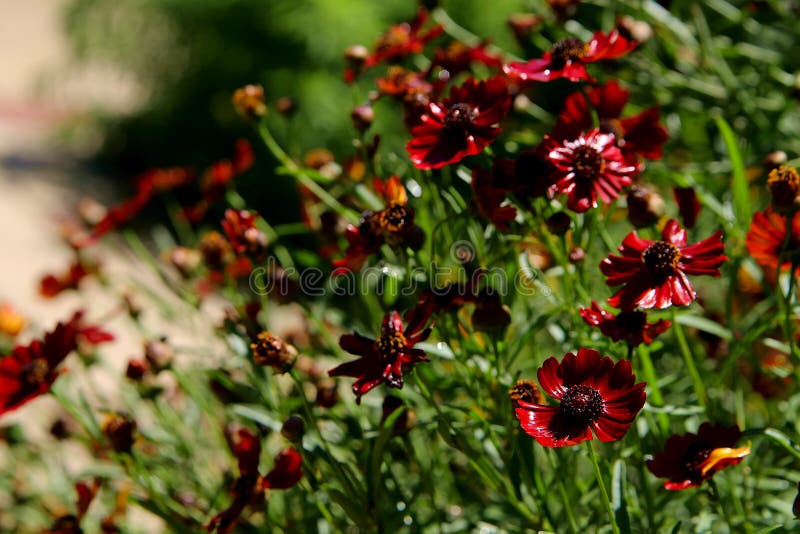 671 Coreopsis Red Stock Photos - Free & Royalty-Free Stock Photos from ...