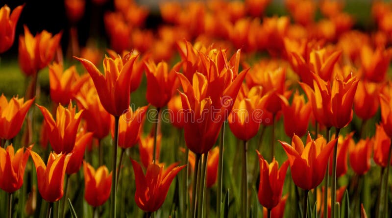 Background of red flowers stock image. Image of nature - 147232643