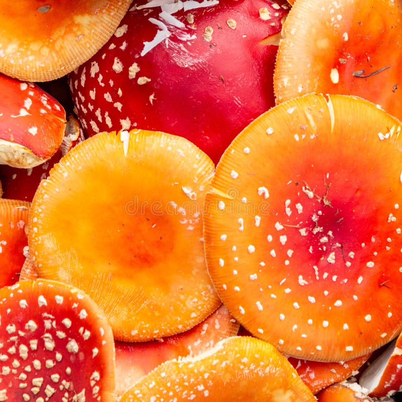 Background of Red Fly Agarics. Red Poisonous Fly Agaric Stock Image ...