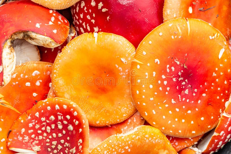 Background of Red Fly Agarics. Red Poisonous Fly Agaric Stock Photo ...