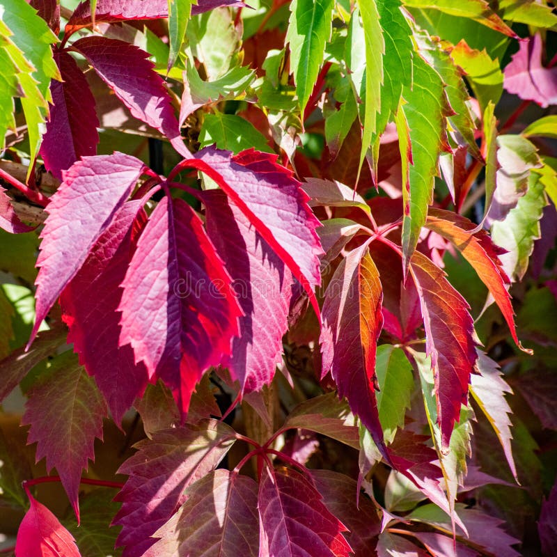 Background with Red and Green Grapes Stock Photo - Image of hedge ...