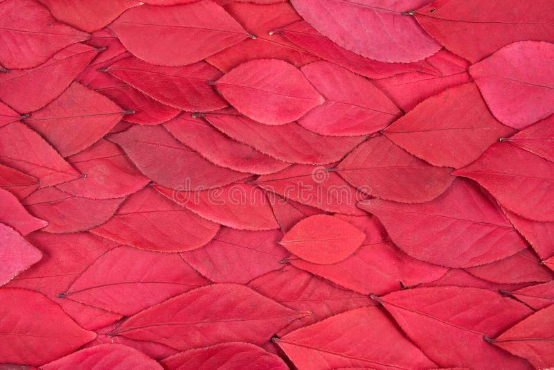Red fern texture stock image. Image of material, flora - 148821