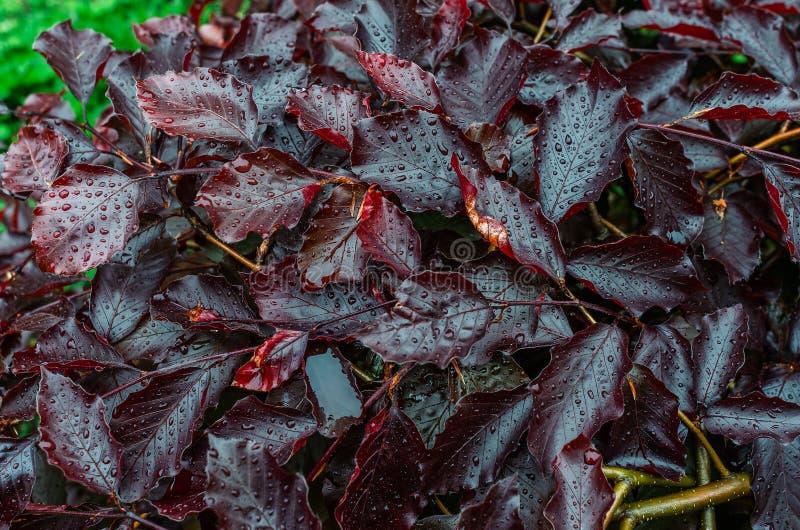 Background of Red Leaves, after Recent Rain. Drops Glistening in Soft ...