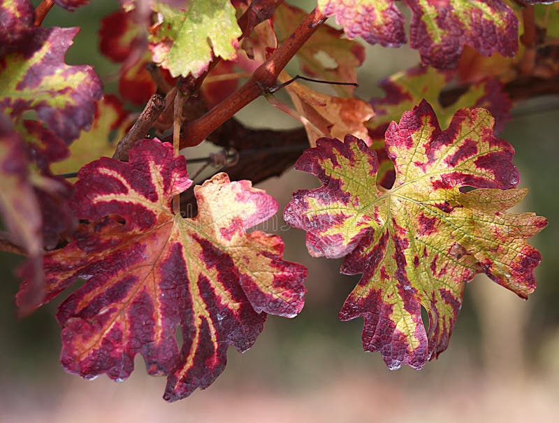 Background of Red Leaves of a Vineyard in Autumn Stock Photo - Image of ...
