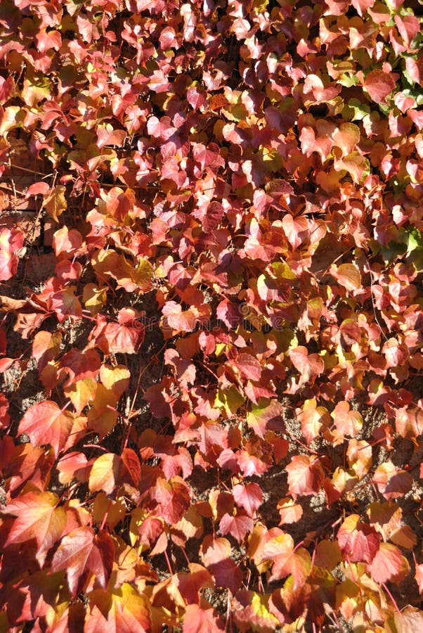 The Background of Red Leaves of Wild Vine Stock Photo - Image of vine ...