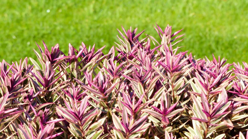 Background Red Plant with Grass Stock Image - Image of garden, plant ...