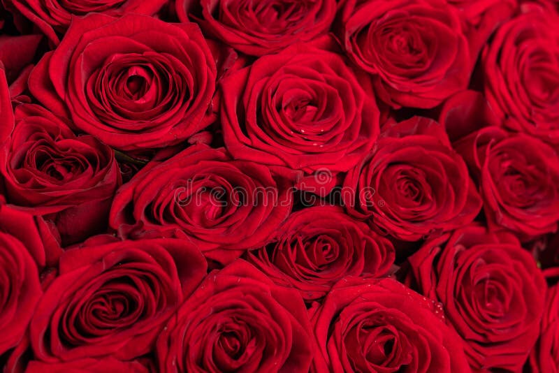 Background of Red Rose Horizontal Orientation Close-up Stock Photo ...