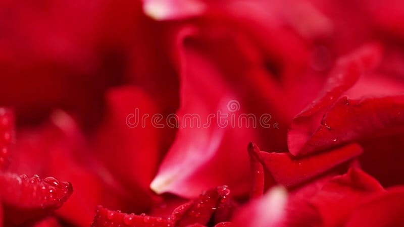 Background of Red Rose Leaves Stock Footage - Video of garden ...