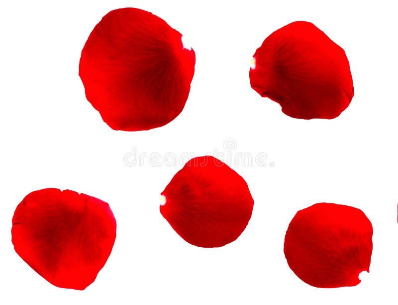 Background with Red Rose Petal Stock Photo - Image of cutout, rose ...