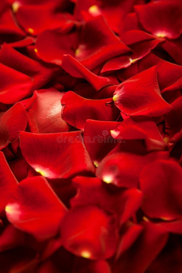 Background of Red Rose Petals Stock Image - Image of arrangement, love ...