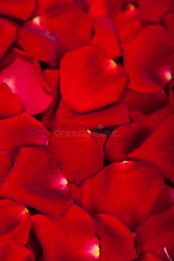 Background of Red Rose Petals Stock Image - Image of rosa, wallpaper ...