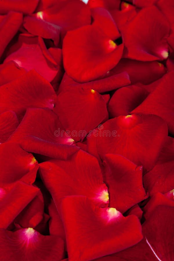 Background of Red Rose Petals Stock Image - Image of gardening, macro ...