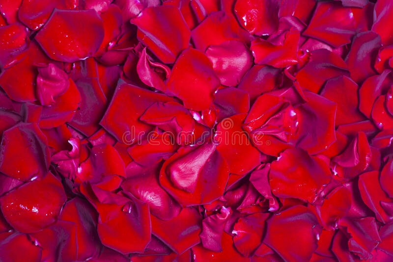 Background of Red Rose Petals Stock Photo - Image of aroma, rose: 159014172