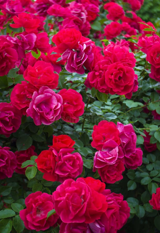 Background of Red Roses Flowers Stock Image - Image of holiday, love ...