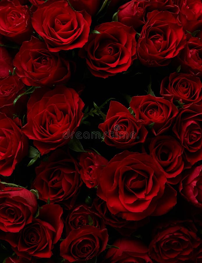 Background of Red Roses Flowers Stock Image - Image of romantic, dark ...