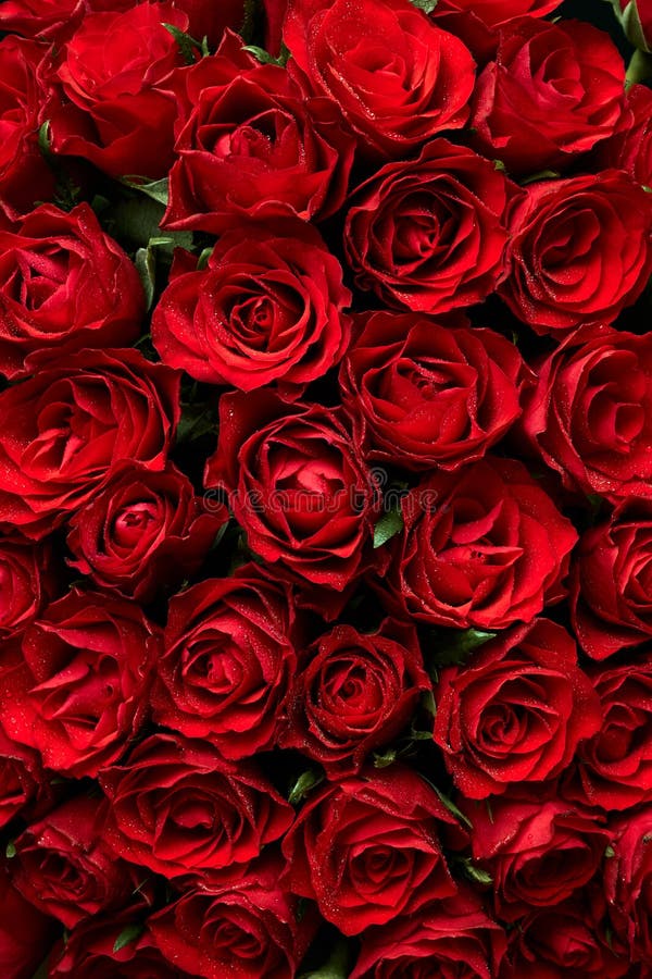 Background of Red Roses Flowers Stock Image - Image of dramatic, poster ...