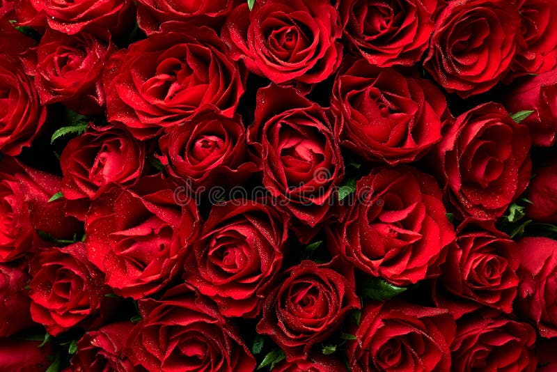 Background of Red Roses Flowers Stock Photo - Image of dramatic, bloom ...