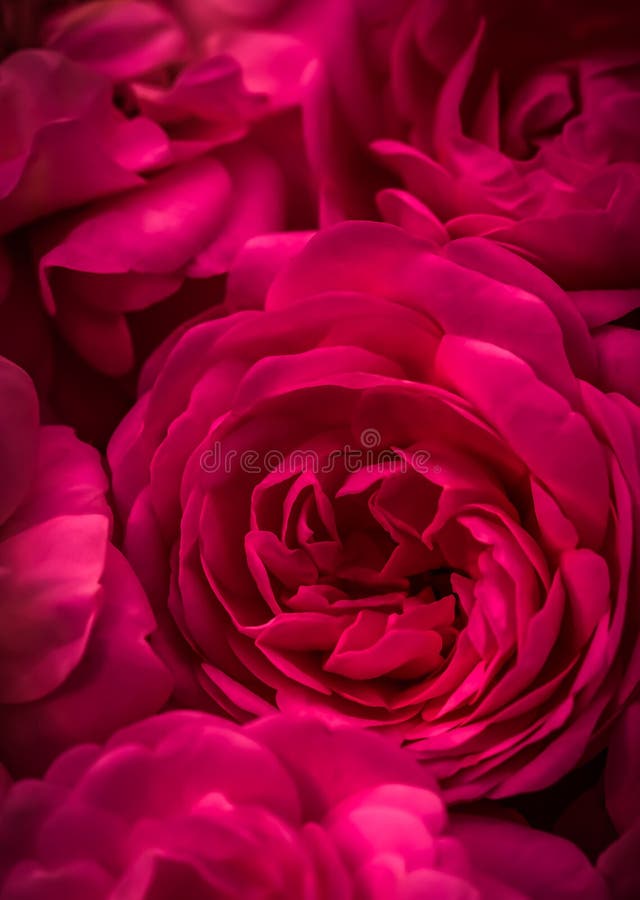 Background of Red Roses. Macro Flowers Backdrop for Holiday Design ...